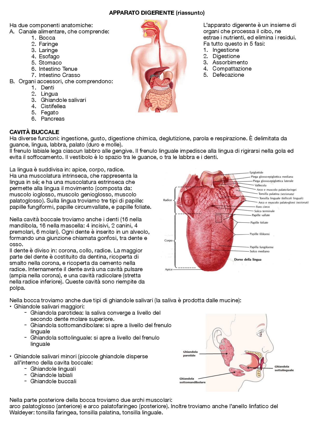 Anatomia Della Lingua Anatomia Dell'apparato Digerente: Organi E