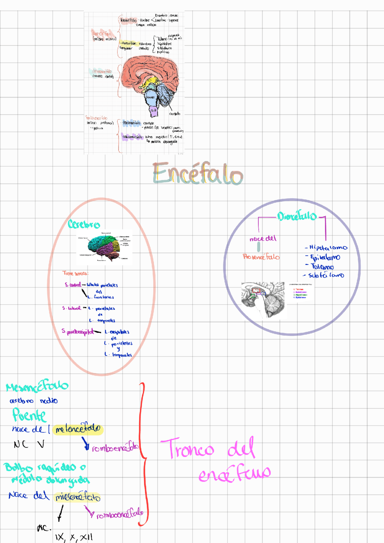 ENCÉFALO Y GENERALIDADES | Apuntes de Morfología y Sintaxis | Docsity