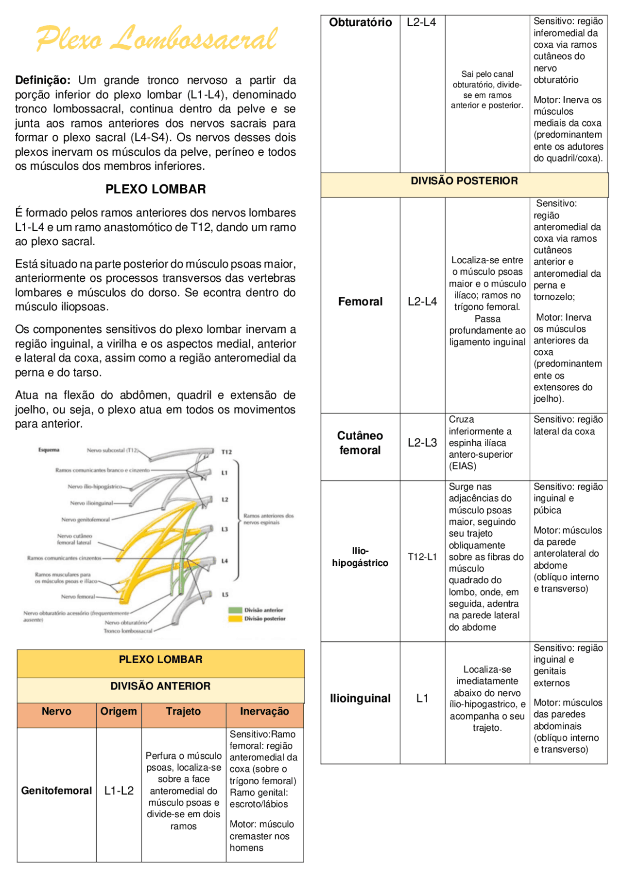 Anatomia do Plexo Lombossacral | Notas de estudo Anatomia | Docsity