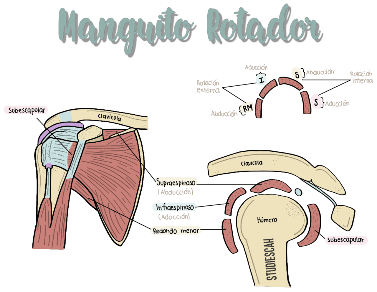 Apunte del la mano y manguito rotador | Apuntes de Anatomía Aplicada ...