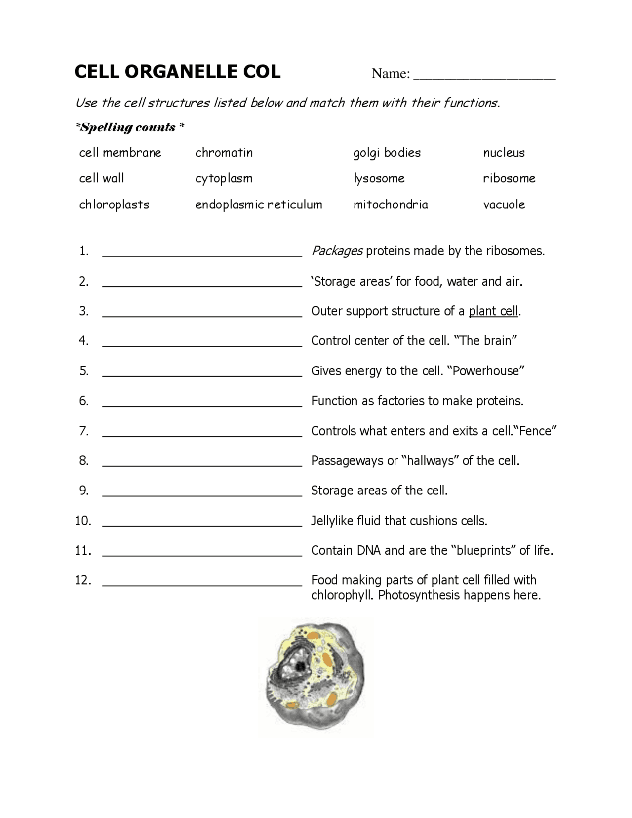 CELL STRUCTURES QUIZ | Study notes Cell Biology | Docsity