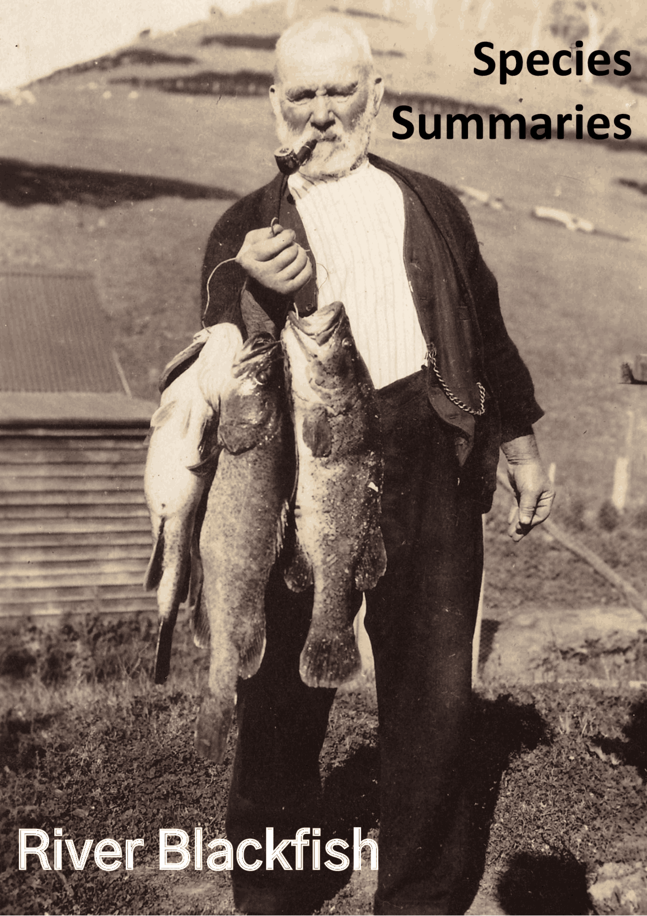 Species Summaries River Blackfish | Lecture notes History | Docsity