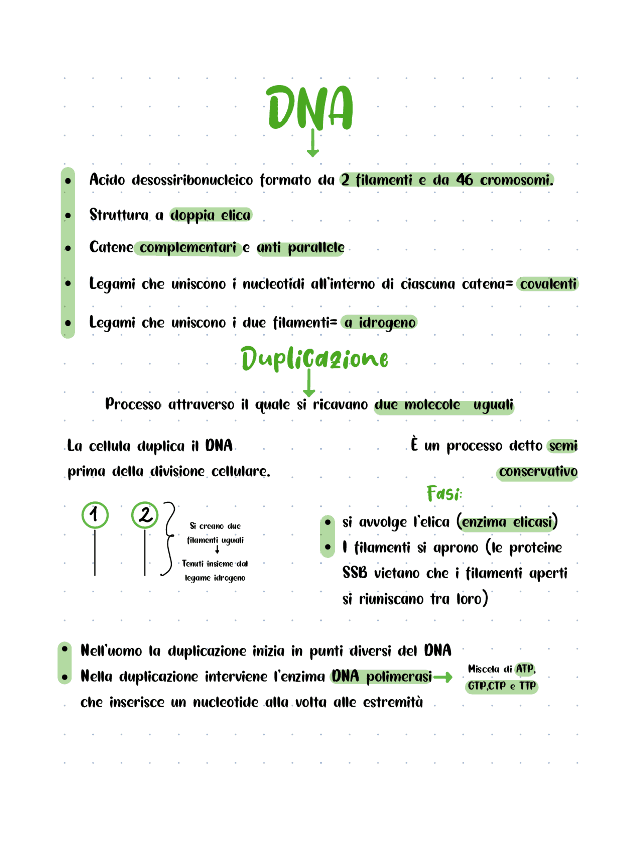 Dna e sintesi proteica | Schemi e mappe concettuali di Biologia | Docsity