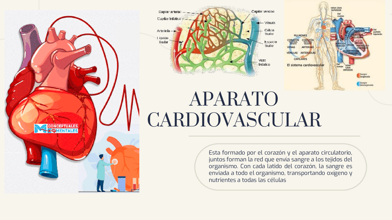 El aparato cardiovascular: estructura y función | Resúmenes de ...