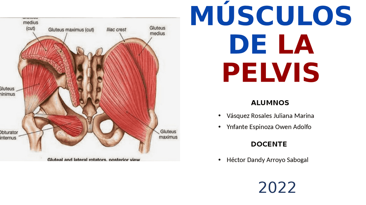Musculos de la pelvis y porciones inferiores | Monografías, Ensayos de ...