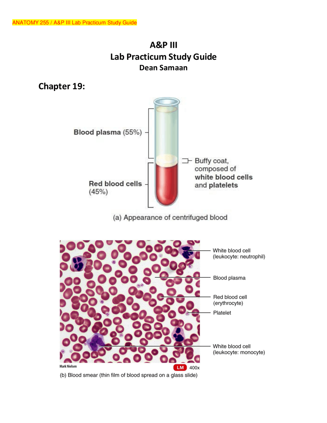ANATOMY 255 / A&P III Lab Practicum Study Guide Updated | Exams Nursing ...