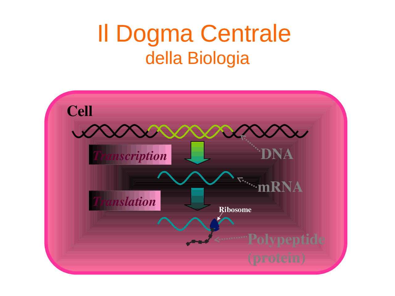 Slide Di Genetica Biotec Slide Di Genetica Docsity