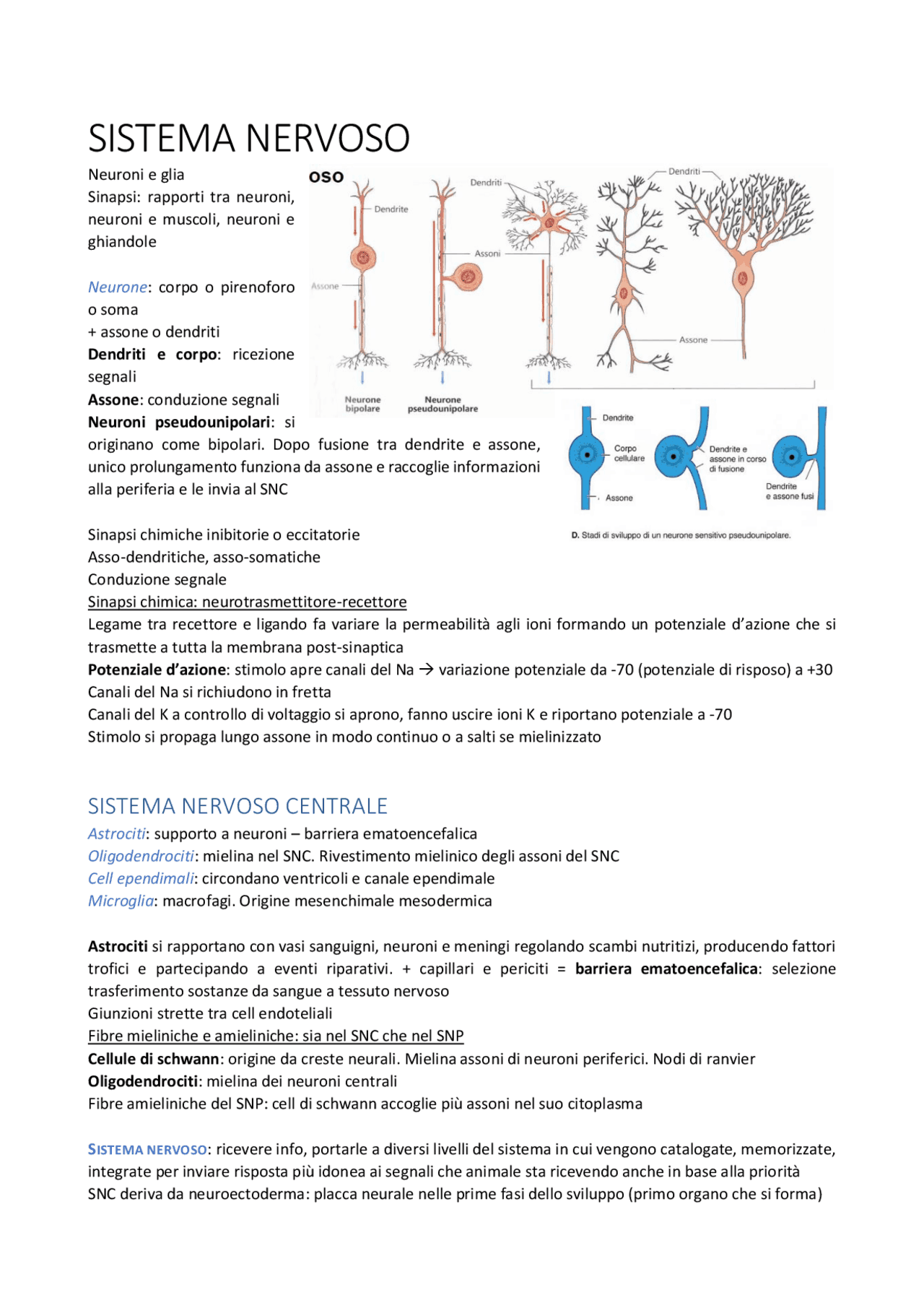 Anatomia Comparata Sistema Nervoso Dispense Di Anatomia Docsity