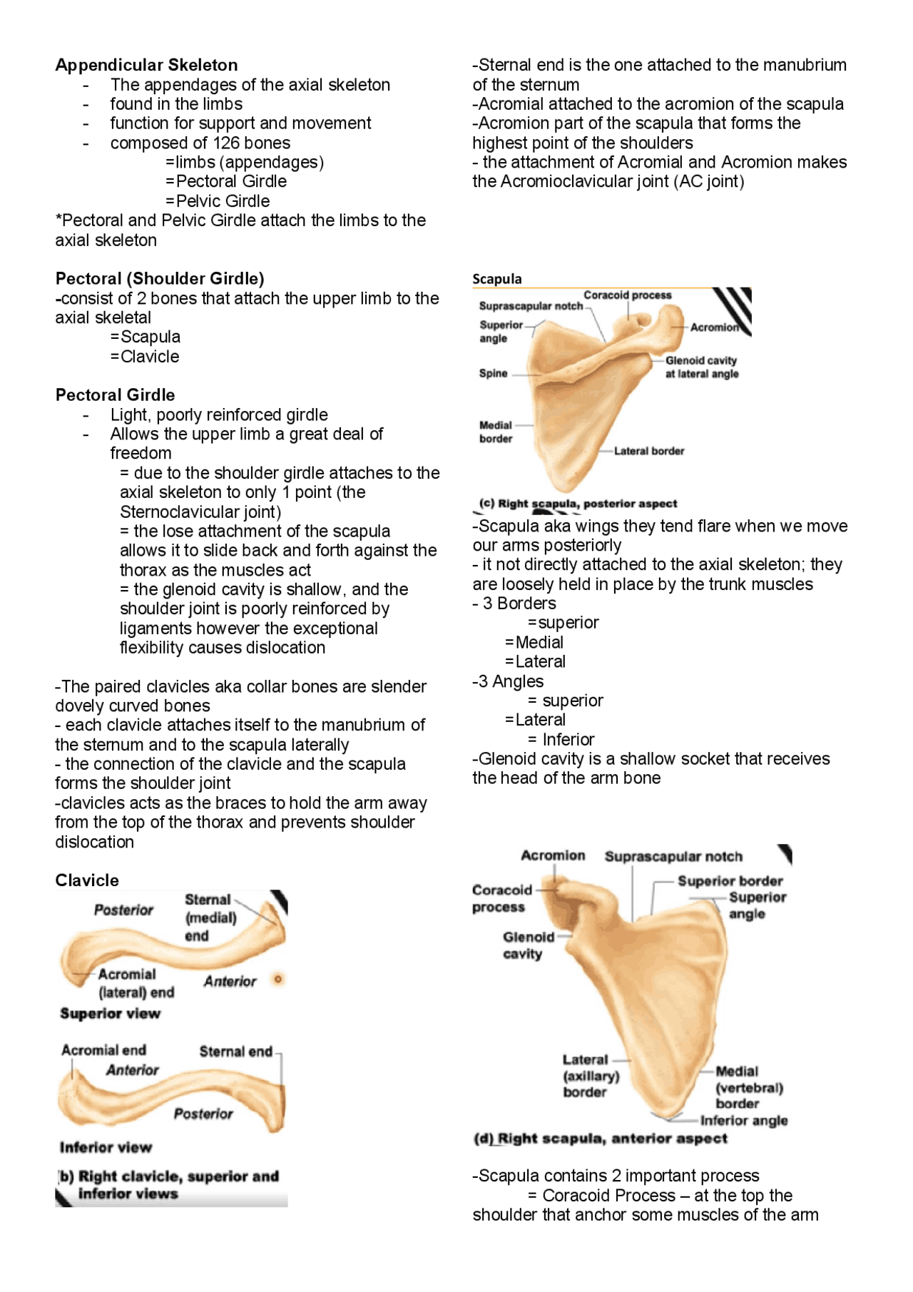Anatomy about the Appendicular Skeleton - Docsity