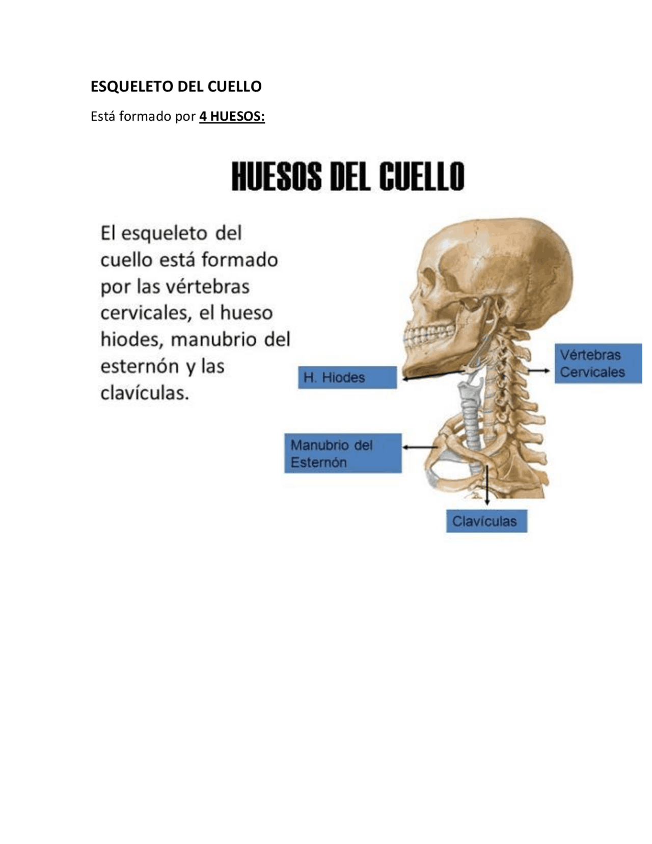 Esqueleto Del Cuello Apuntes De Anatomía Docsity