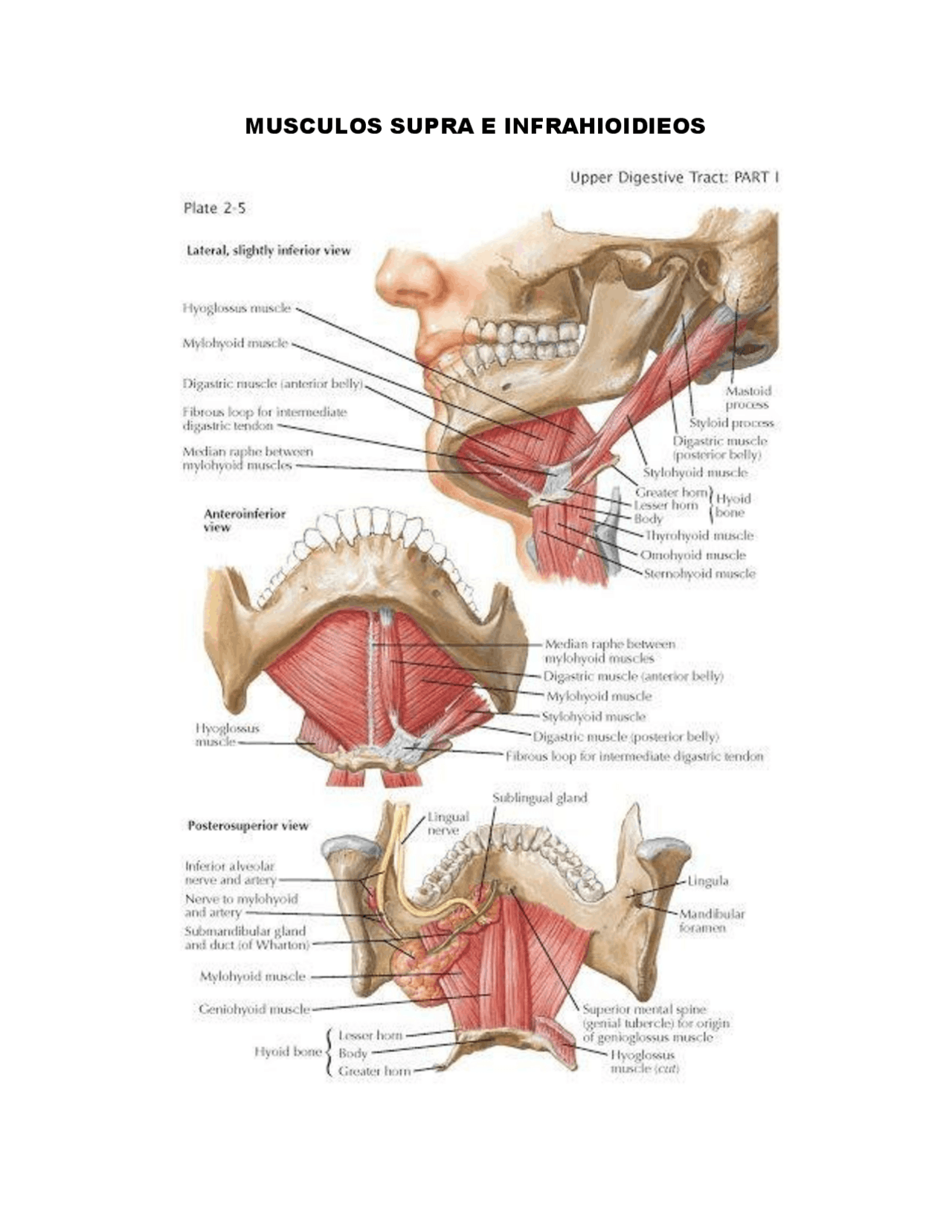 Anatomia De Cabeza Y Cuello Apuntes De Anatomía Docsity