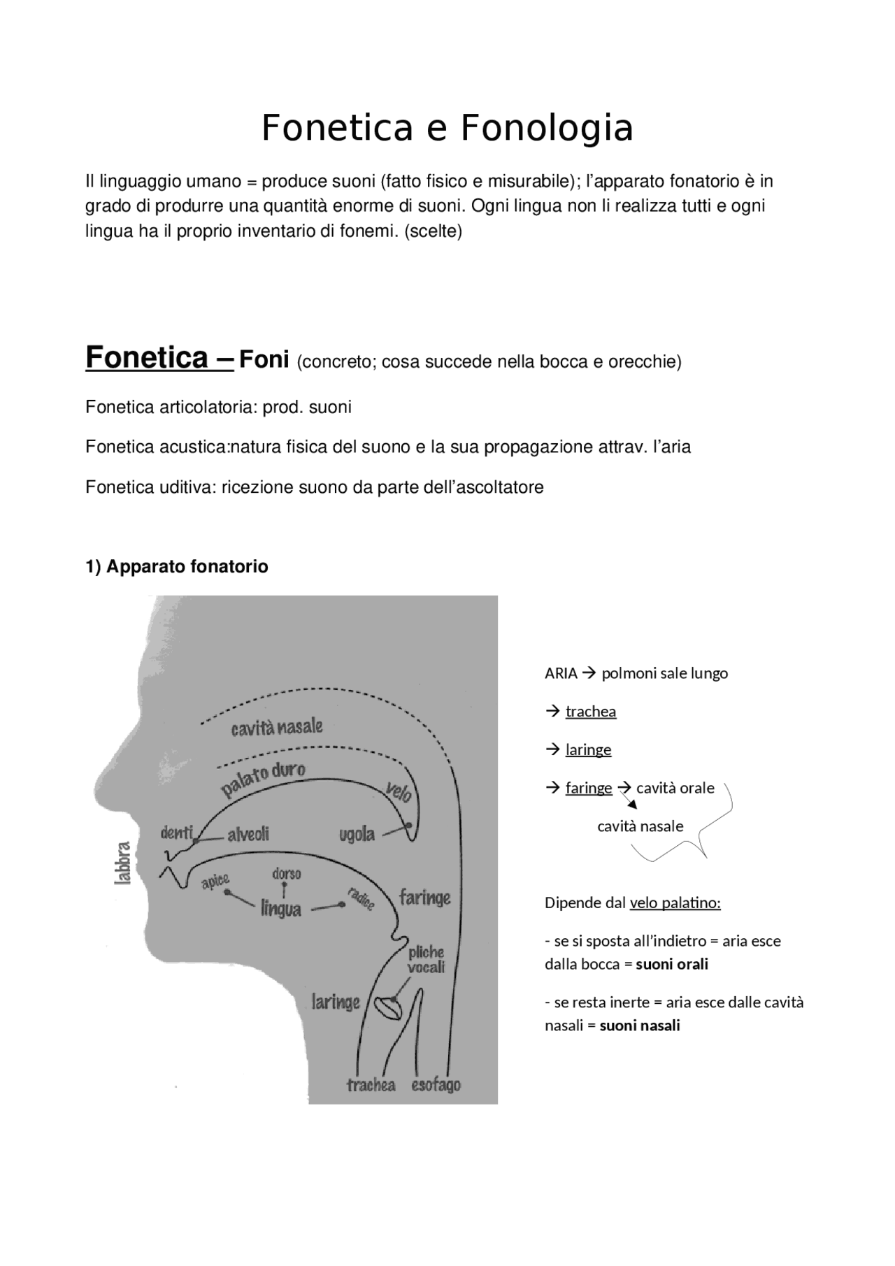 Linguistica riassunto da lezioni fonetica e fonologia | Schemi e mappe ...