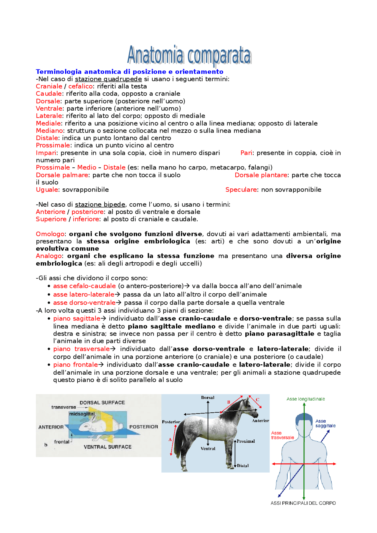 Anatomia Del Cranio Del Cervo Dalla Coda Bianca