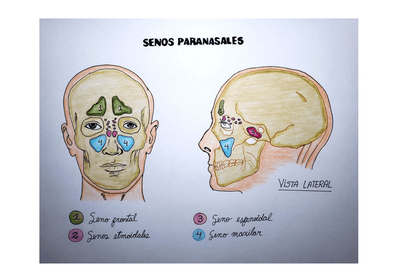 Dibujo de faringe, senos paranasales, bronquios | Apuntes de Anatomía ...