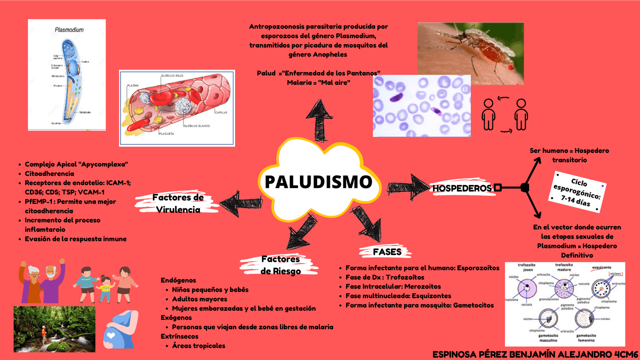 Paludismo - Malaria por mosquito Anopheles | Esquemas y mapas ...