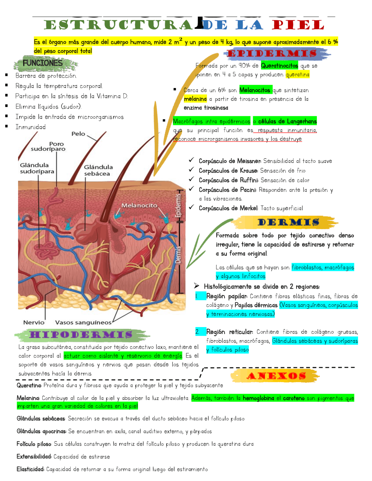 Estructura de la piel | Apuntes de Anatomía | Docsity