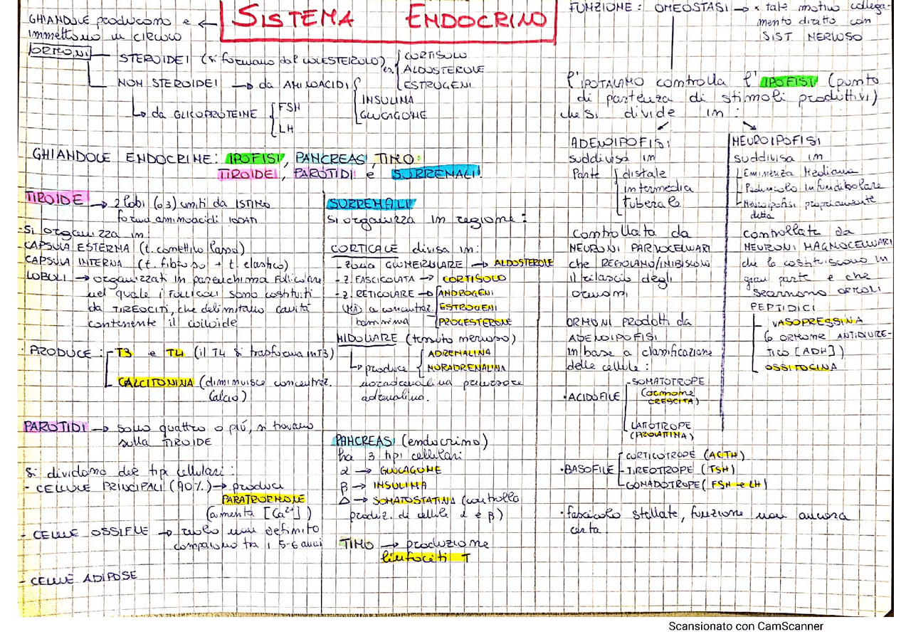 Breve Schema Sugli Ormoni Del Sistema Endocrino Anatomia Applicata