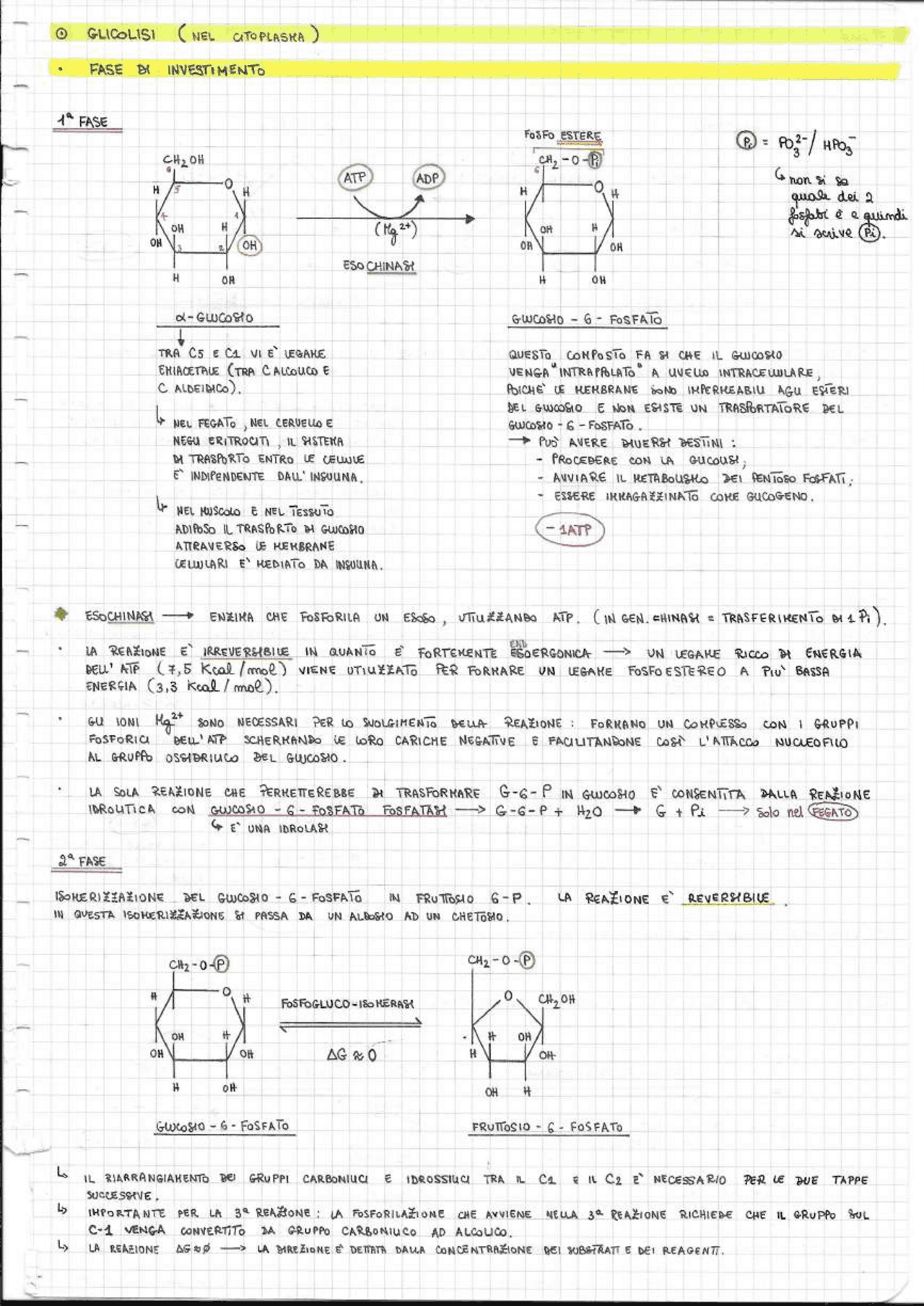 METABOLISMO DEL GLUCOSIO | Schemi e mappe concettuali di Biochimica ...