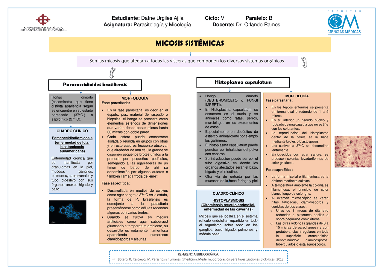 Micosis sistemica - Micosis oportunistas | Esquemas y mapas conceptuales de Parasitología | Docsity