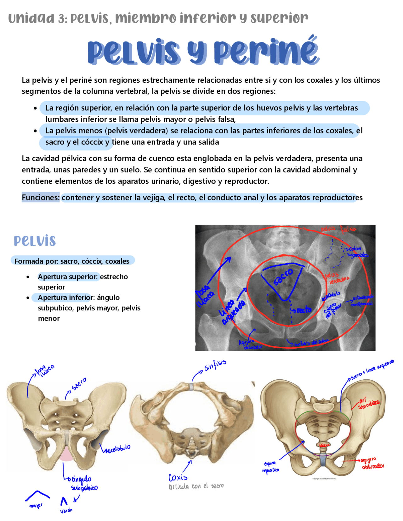 Apuntes pelvis y perine | Apuntes de Anatomía - Docsity