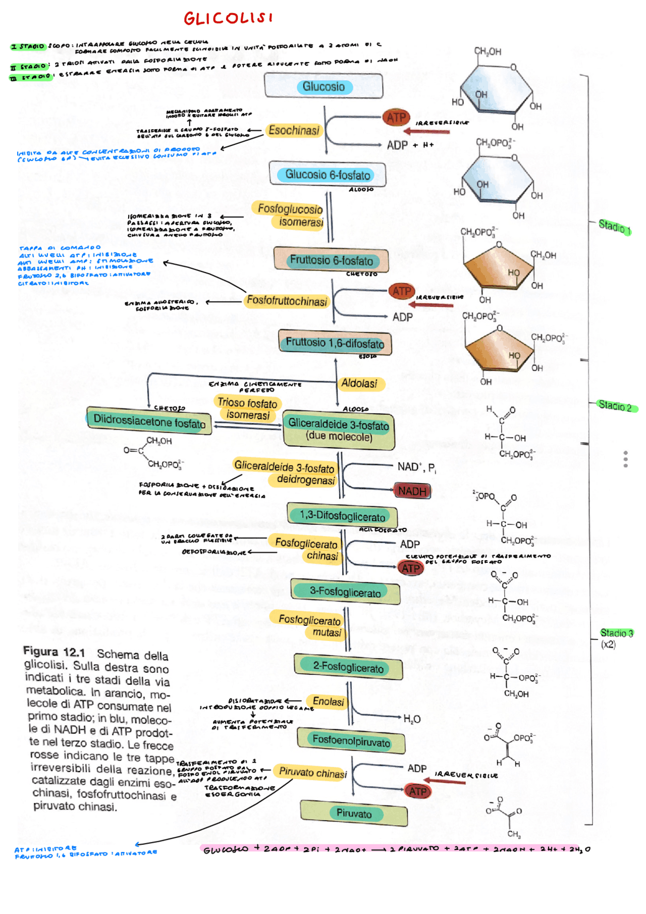 Schemi Reazioni Esame Biologia Parte Di Biochimica Schemi E Mappe