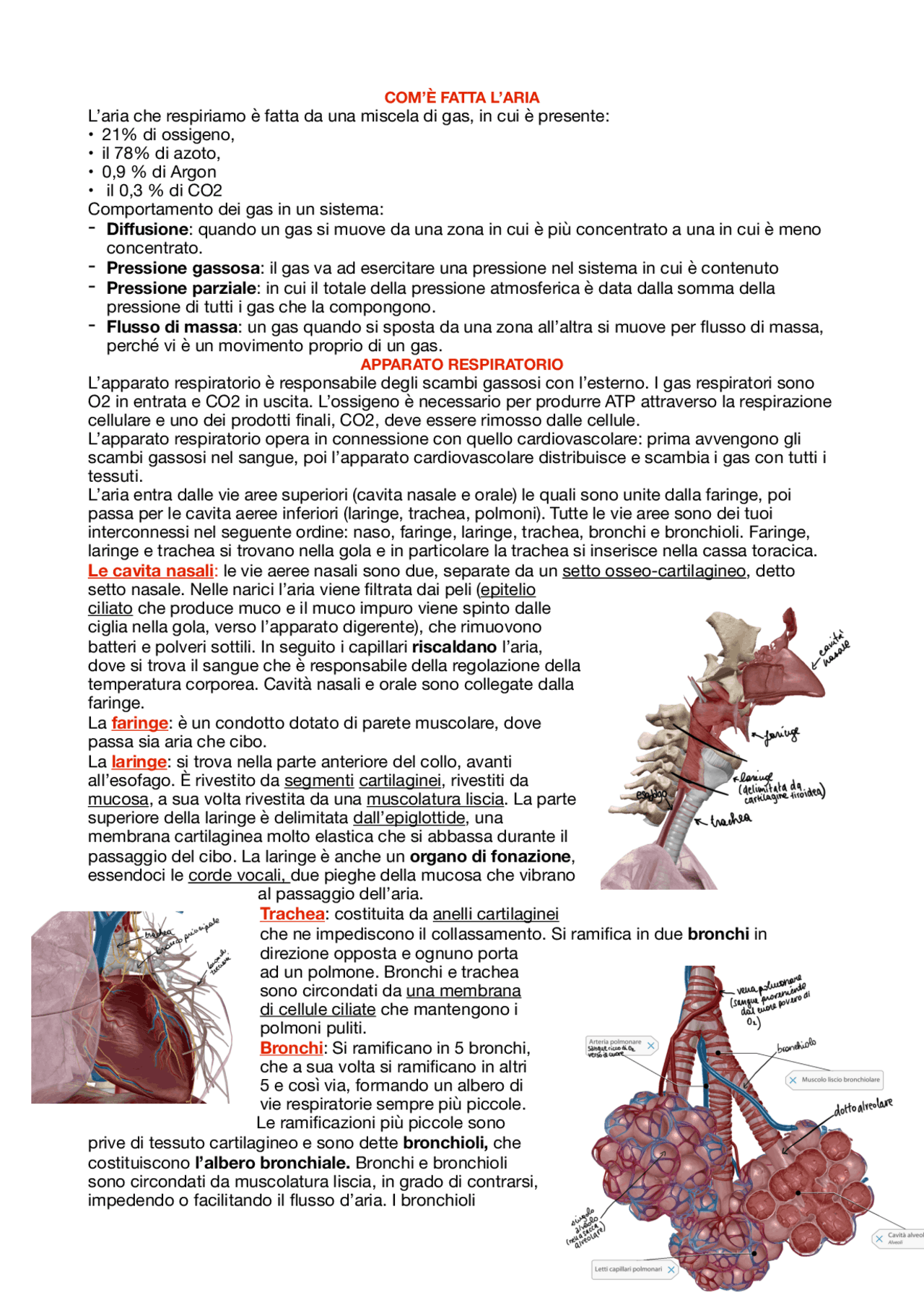Sistema Respiratorio Per Test Appunti Di Anatomia Docsity