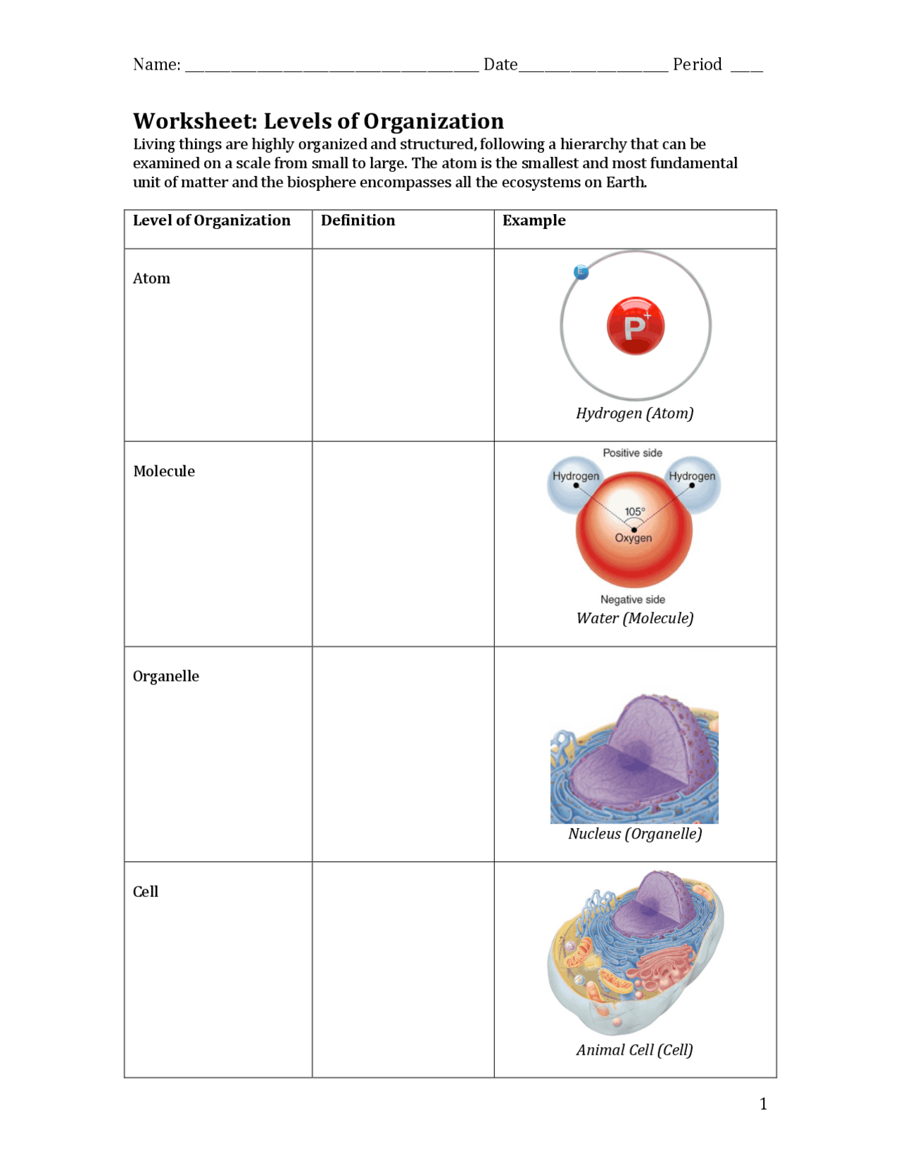 Worksheet.Levels of Organization | Exercises Biology of microorganisms ...