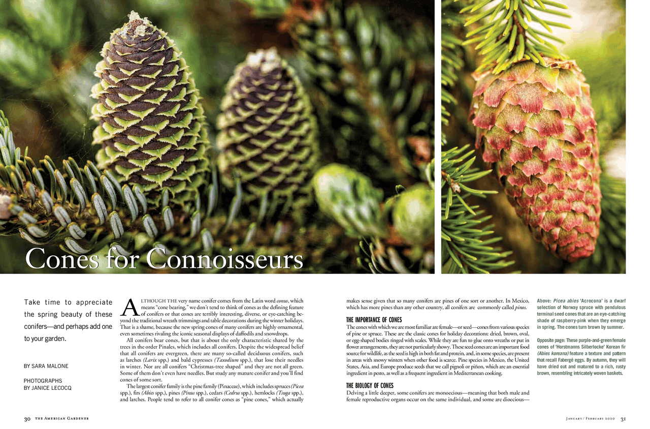 The Fascinating World of Conifers: From Ornamental Spring Cones to ...