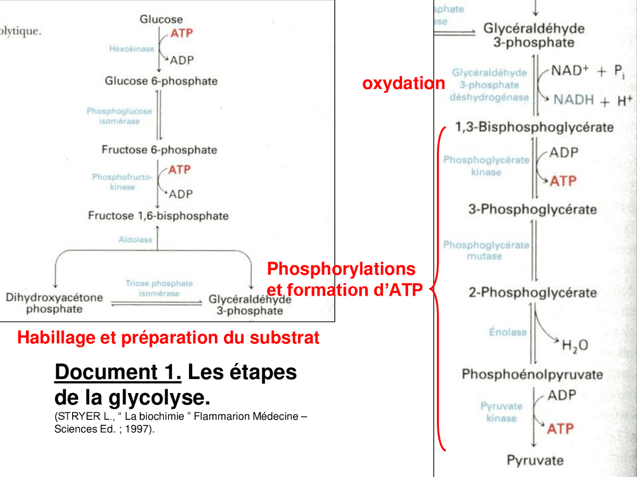 Document 1. Les étapes de la glycolyse. | Exercices Biologie | Docsity
