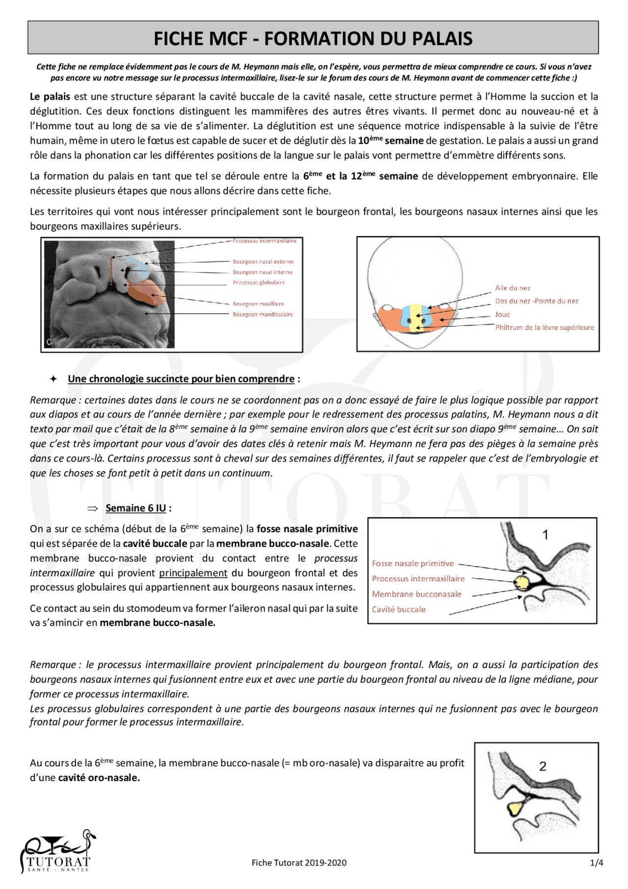FICHE MCF - FORMATION DU PALAIS | Examens Anatomie | Docsity