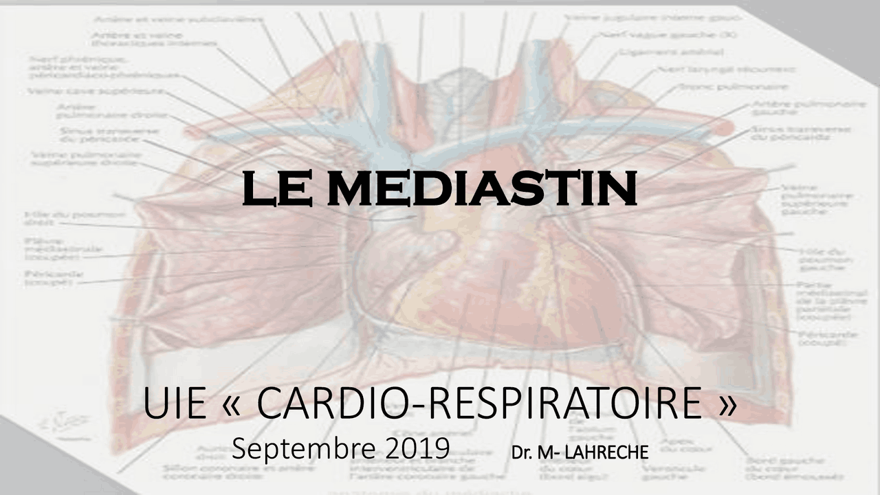 Le mediastin | Lectures Anatomie | Docsity