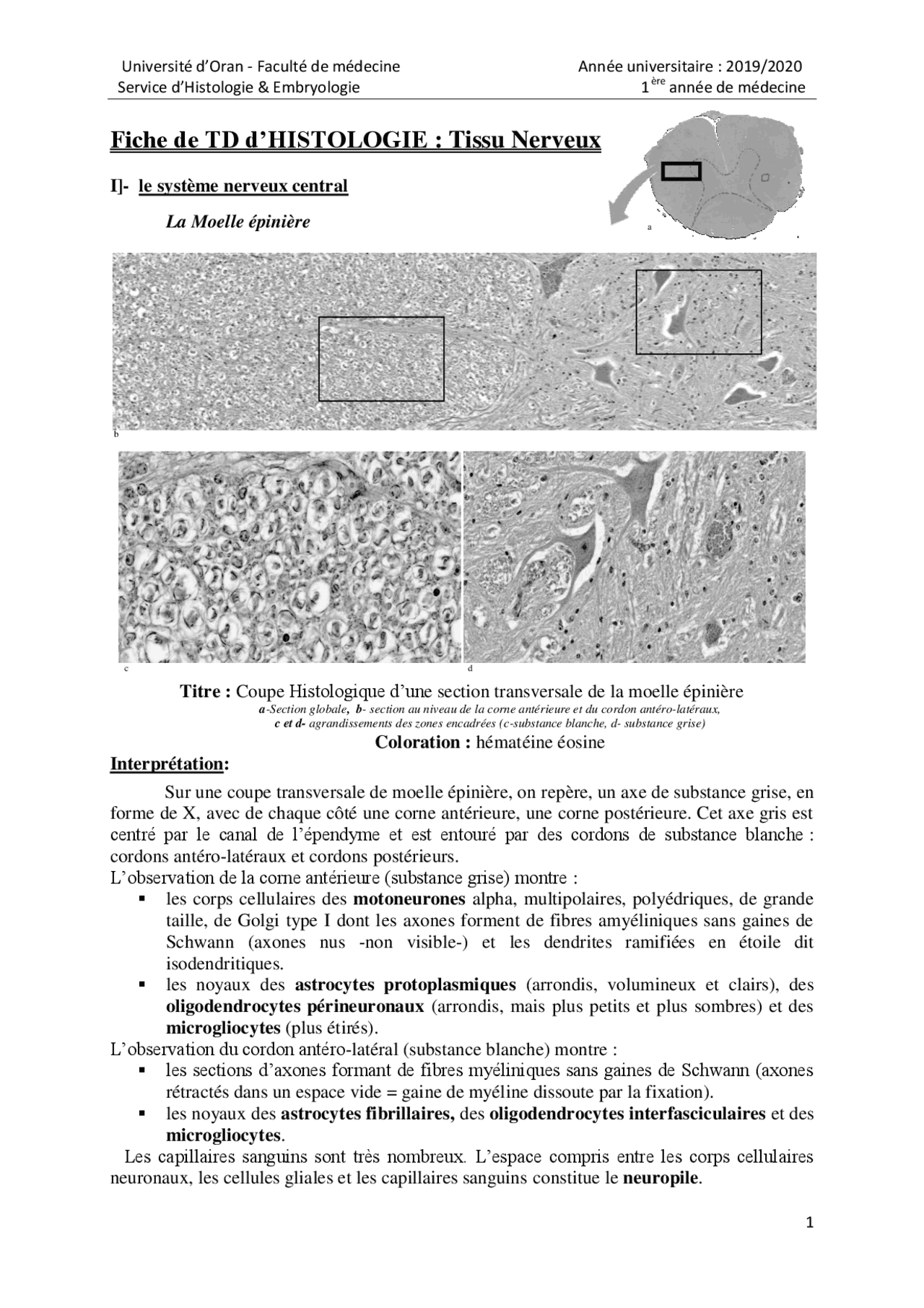 Fiche De Td Dhistologie Tissu Nerveux Guide Projets Recherche