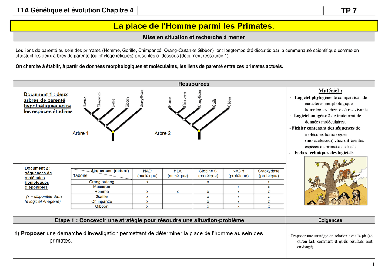Ion Chapitre 3 Tp18 La Place De L Homme Au Sein Des Primates