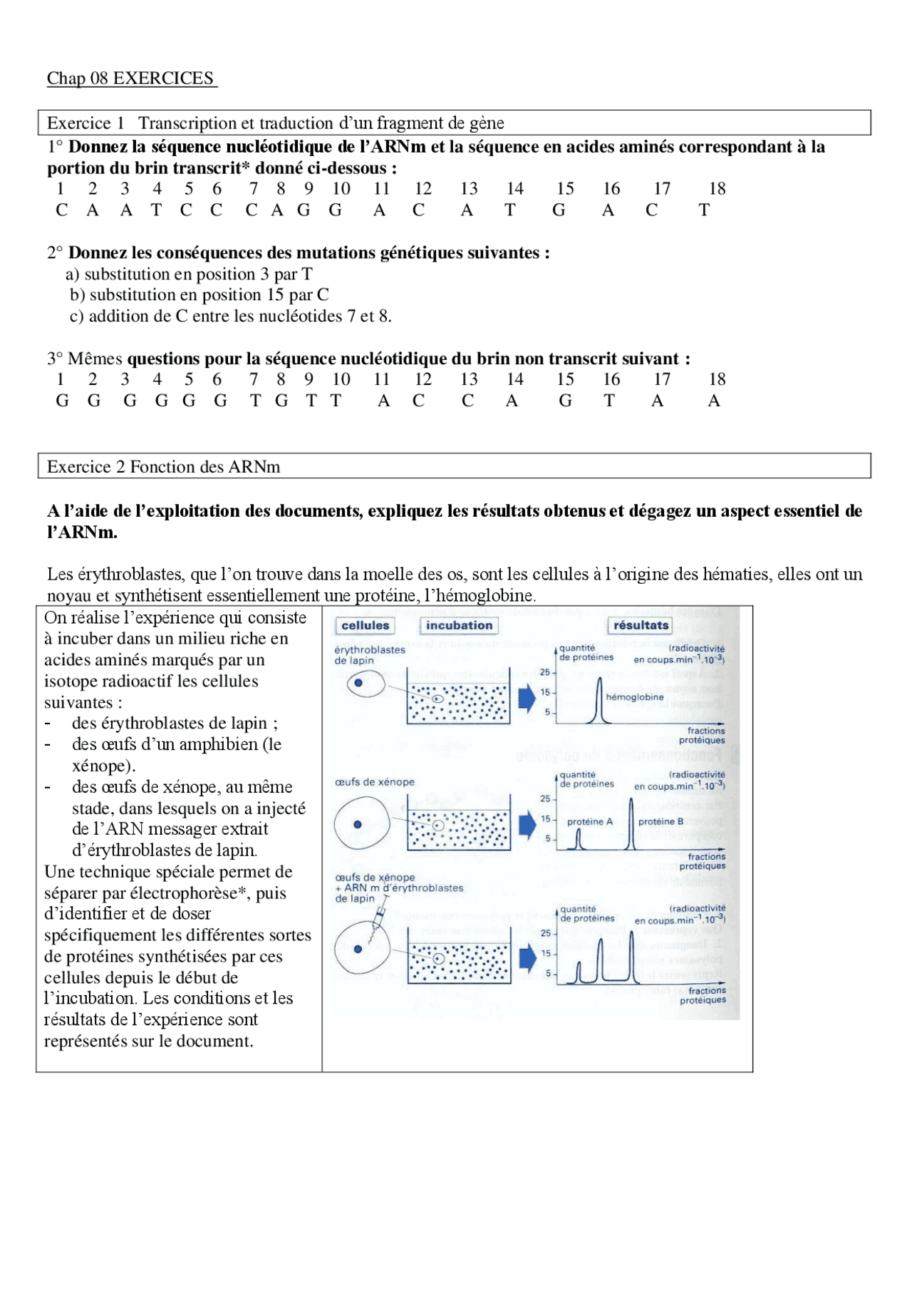 Chap 08 EXERCICES | Examens Sciences Génétiques | Docsity