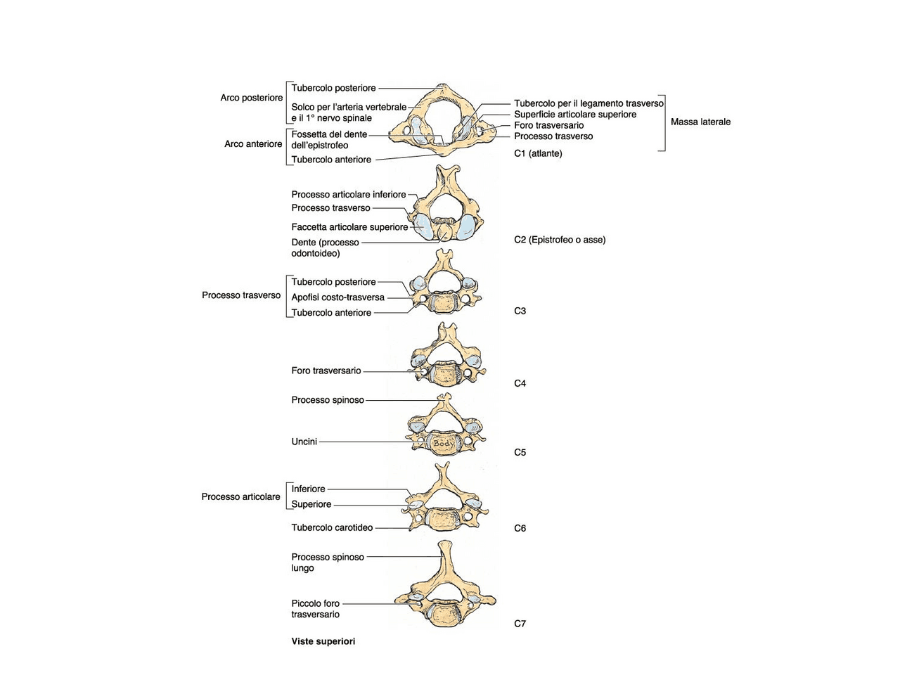 Descrizione Anatomia Collo Slide Di Anatomia Docsity