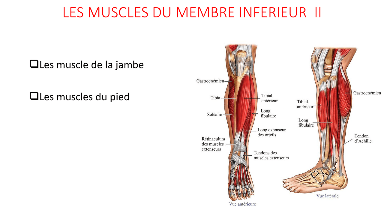 LES MUSCLES DU MEMBRE INFERIEUR II.pdf | Exercices Anatomie - Docsity