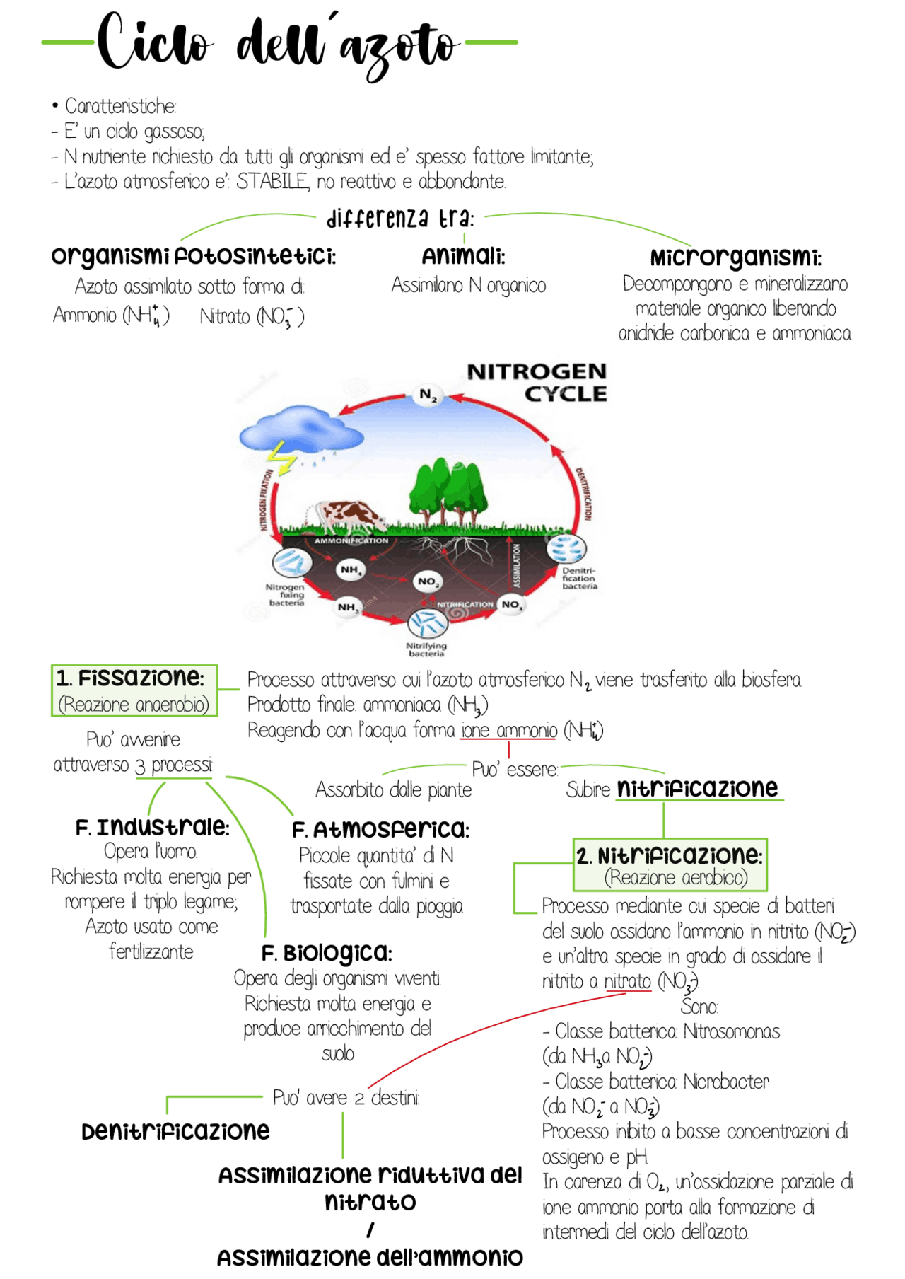 Mappa concettuale - Ciclo dell'azoto | Schemi e mappe concettuali di ...