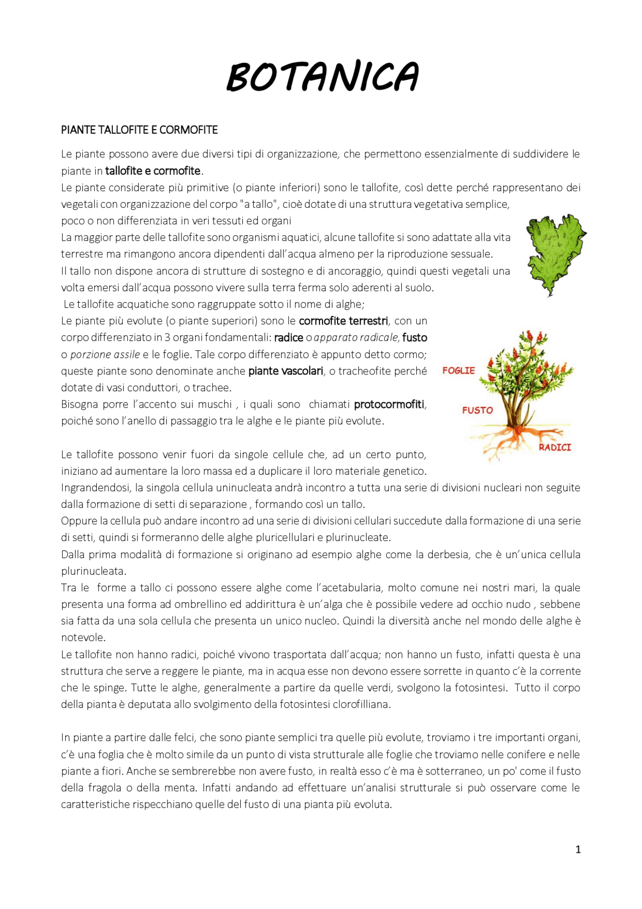 Botanica Generale E Sistematica Dispense Di Botanica Generale Docsity