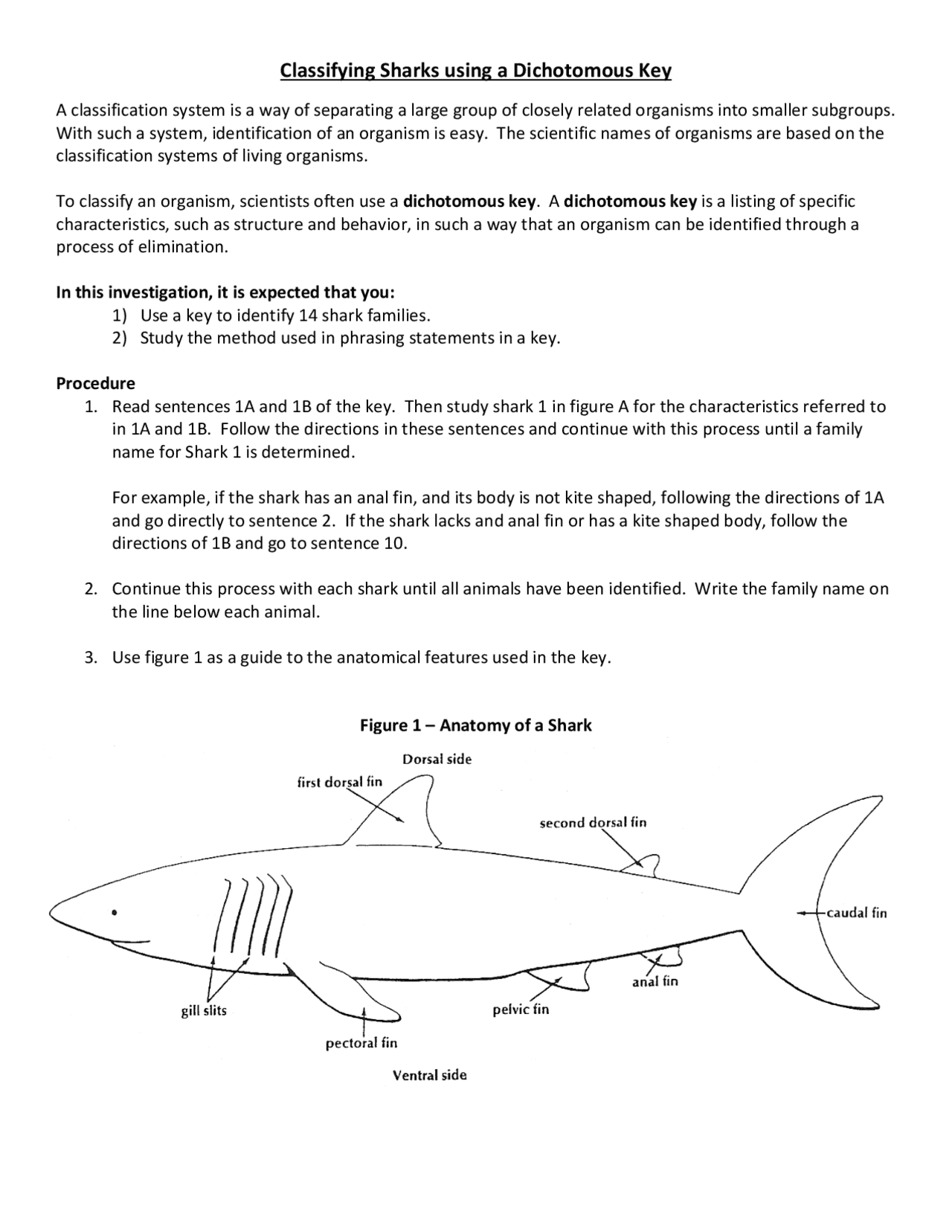 Shark Dichotomous Key ANSWERS | Exams Anatomy | Docsity