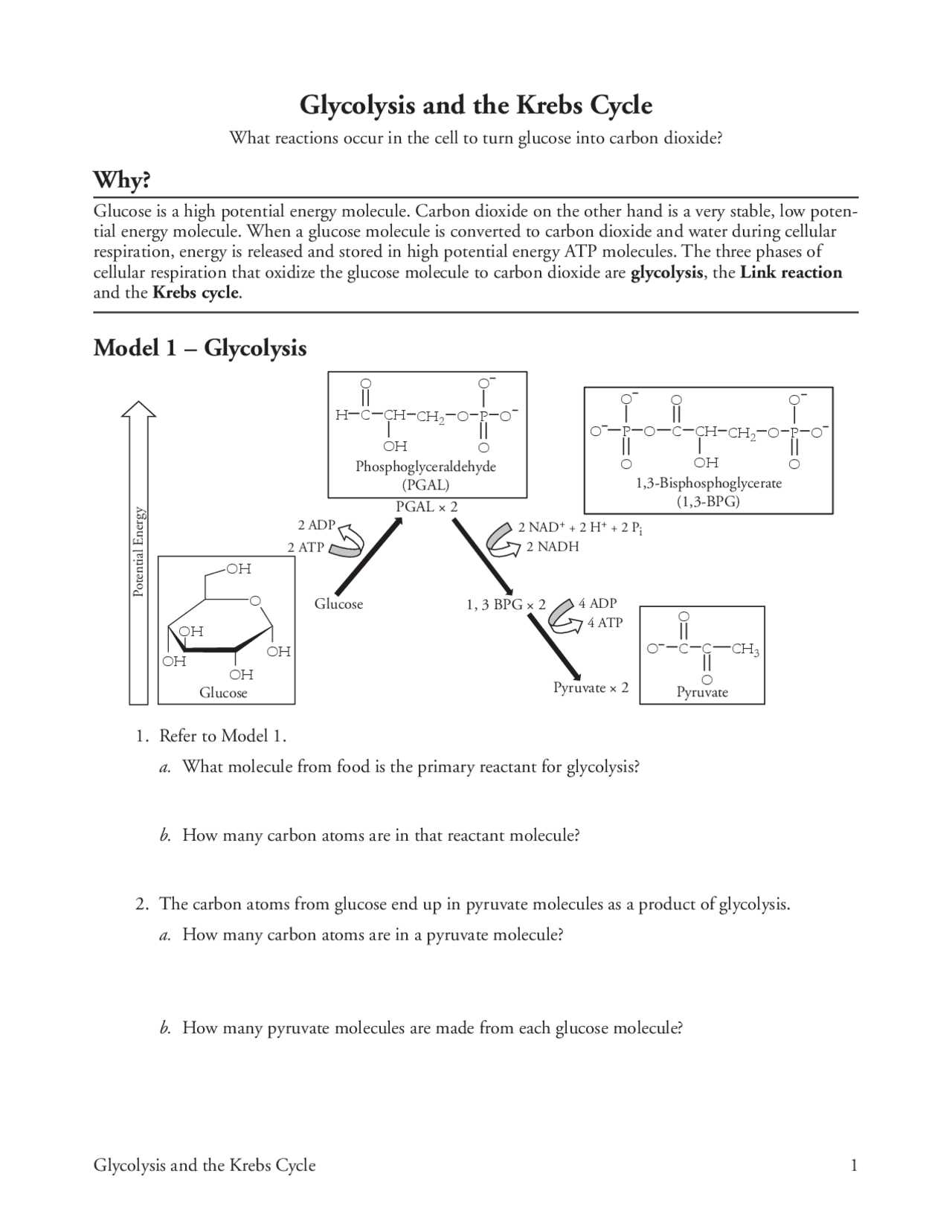 Glycolysis And The Krebs Cycle Lecture Notes Reasoning Docsity