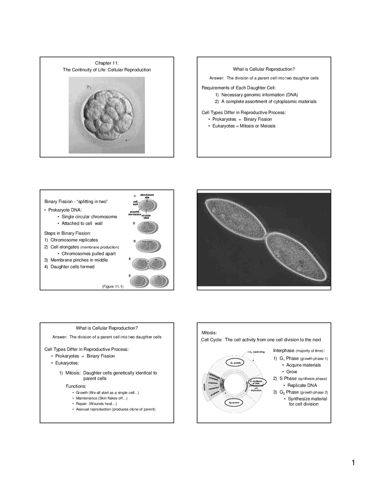 Chapter 11: The Continuity of Life | Study notes Biology | Docsity
