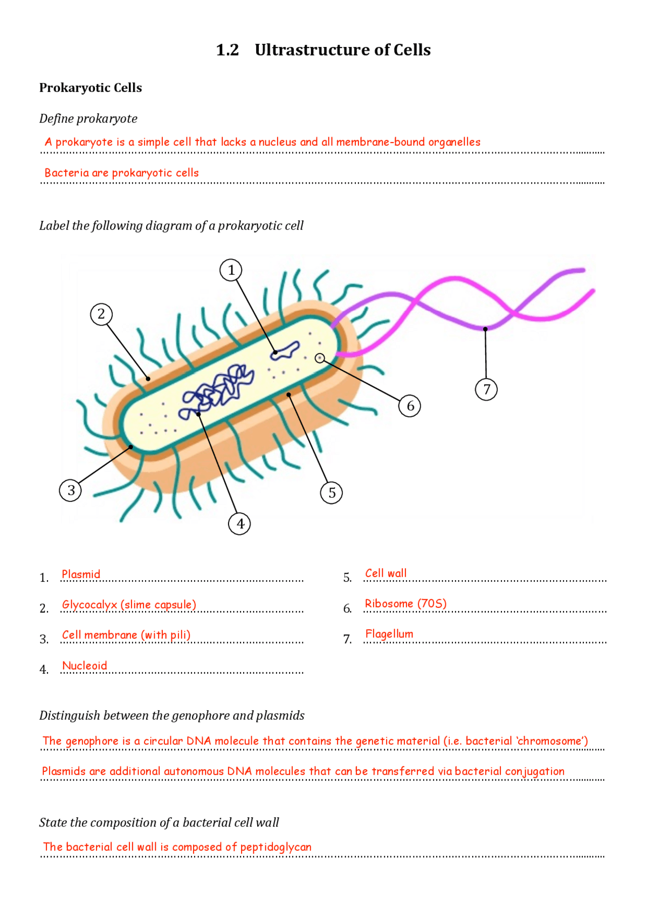 Topic 12 Answers Exercises Cellular And Molecular Biology Docsity