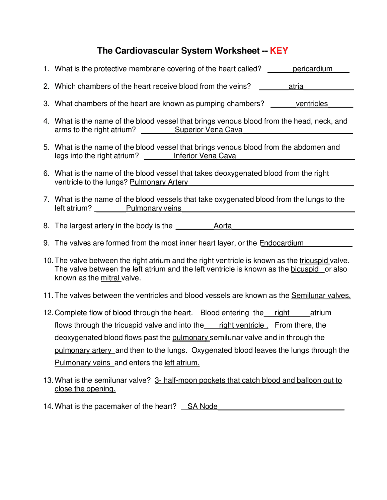 Cardiovascular System Terminology Worksheet Answers