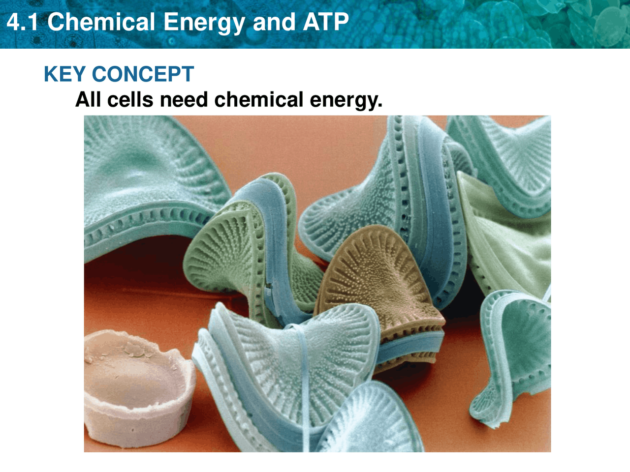 4.1 Chemical Energy and ATP | Lecture notes Chemical Principles | Docsity
