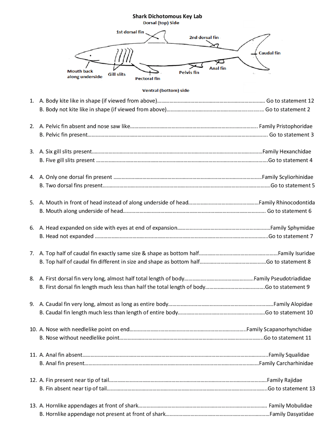 Shark Dichotomous Key Lab 1. A. Body kite like in shape (if ...