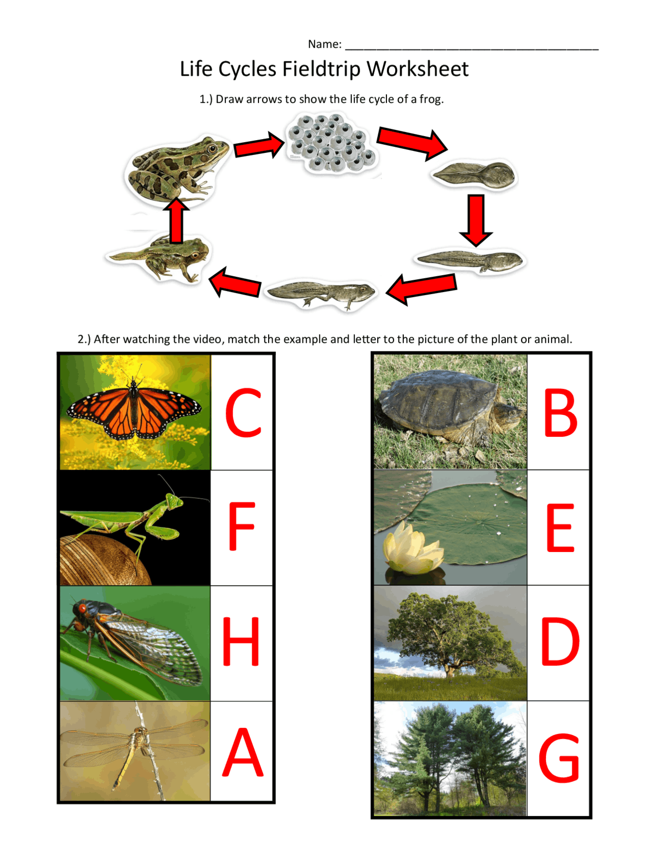Life Cycles Worksheet: Identifying Stages of Frog and Other Organisms ...
