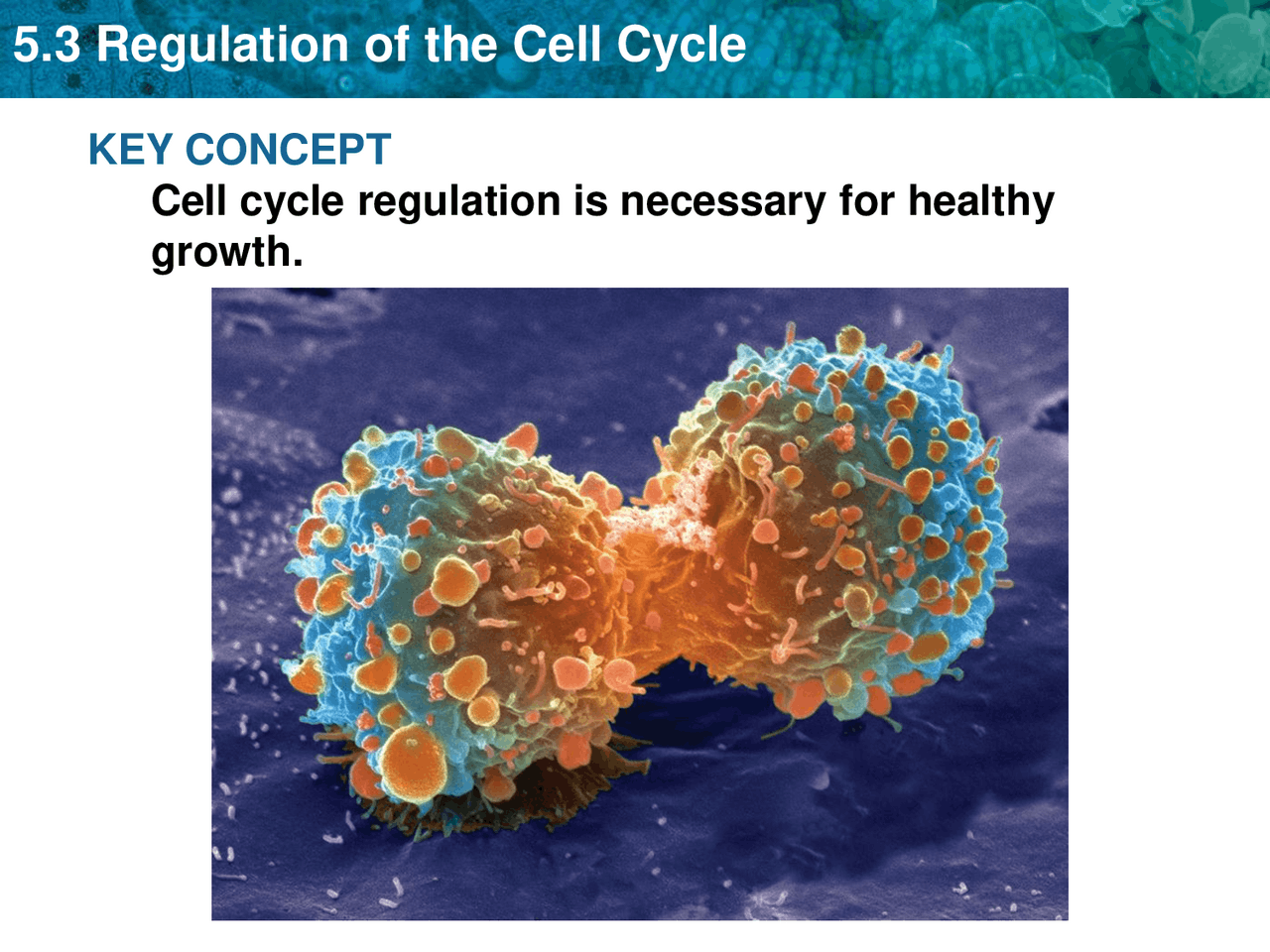 5.3 Regulation of the Cell Cycle | Study notes Cell Biology | Docsity