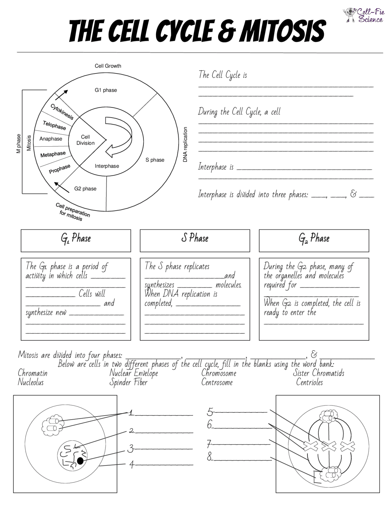 The Cell Cycle & Mitosis | Summaries Cell Biology | Docsity