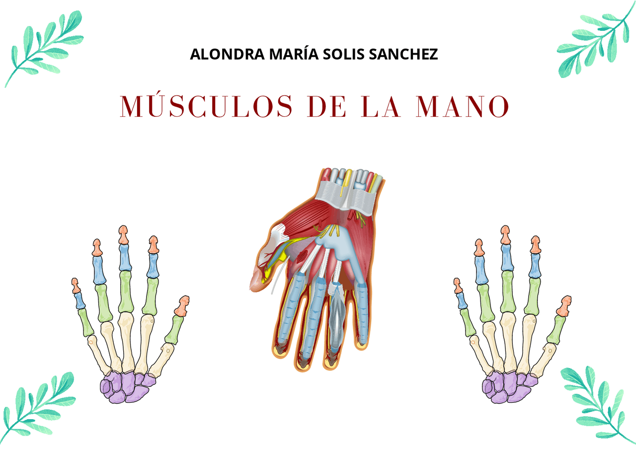 Anatomía de los Músculos de la Mano | Apuntes de Anatomía - Docsity