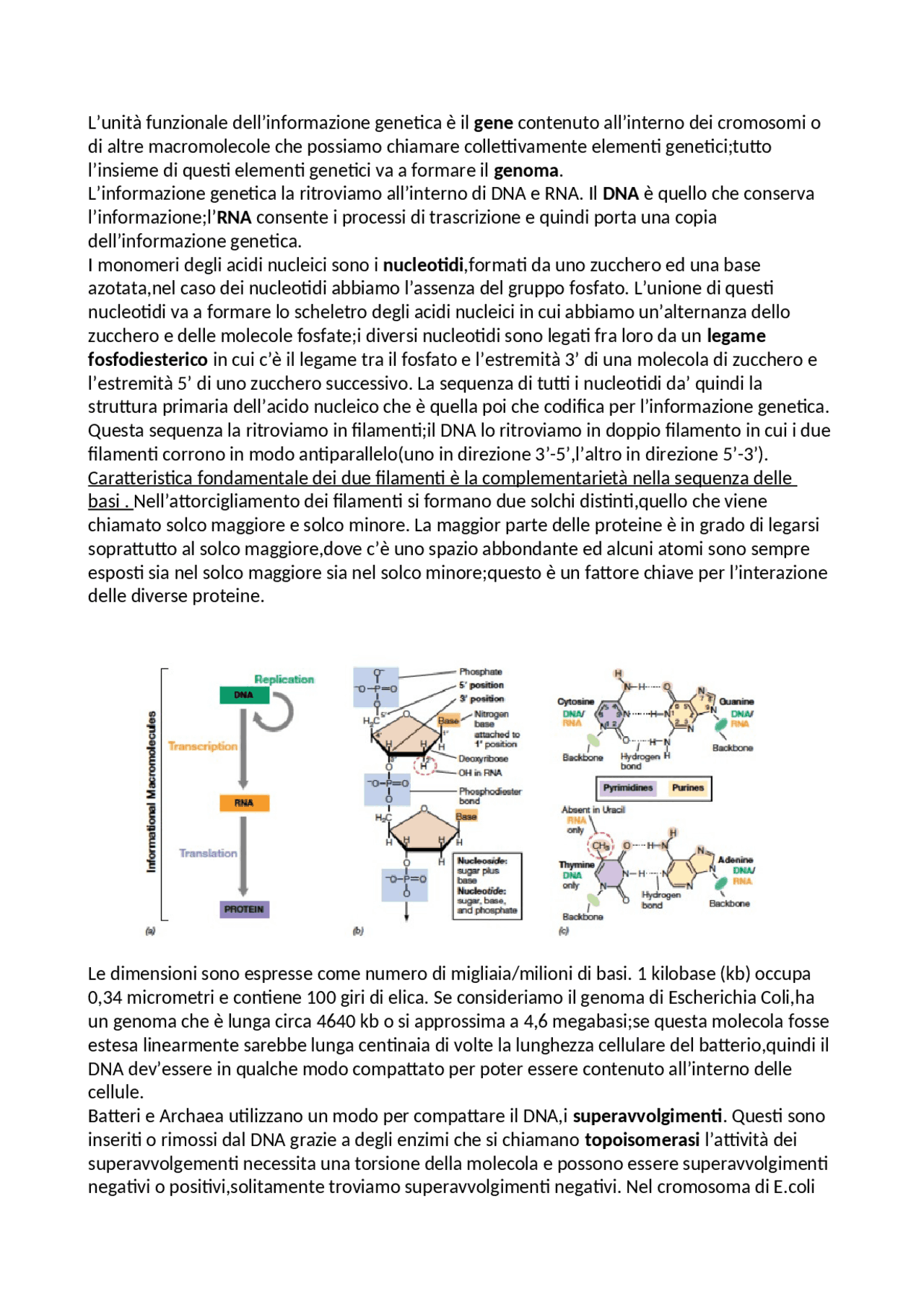 Caratteristiche Del Dna Appunti Di Genetica Docsity
